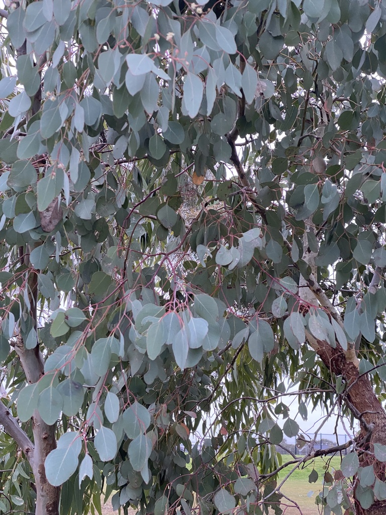 Silver Dollar Gum from HD Graham Reserve, Altona Meadows, VIC, AU on ...