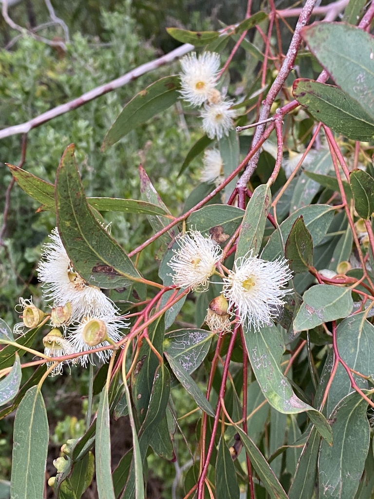 Yellow gum from HD Graham Reserve, Altona Meadows, VIC, AU on September ...