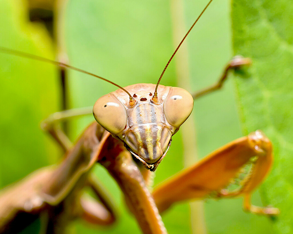 Chinese Mantis from Preston County, WV, USA on September 9, 2023 at 11: ...