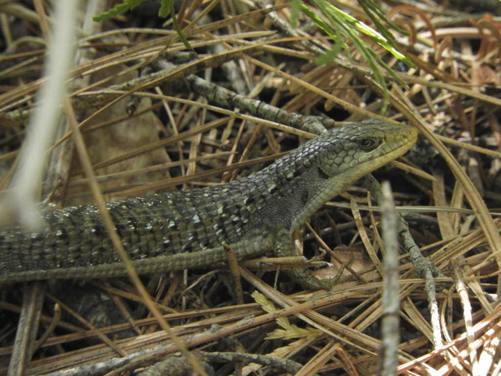 Sierra Alligator Lizard in August 2023 by John McKay · iNaturalist