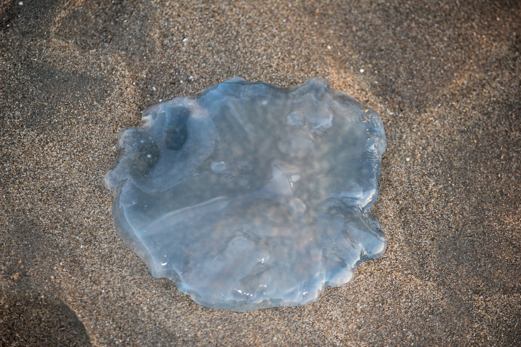 Blue Blubber Jelly from Nudgee Beach QLD 4014, Australia on September ...