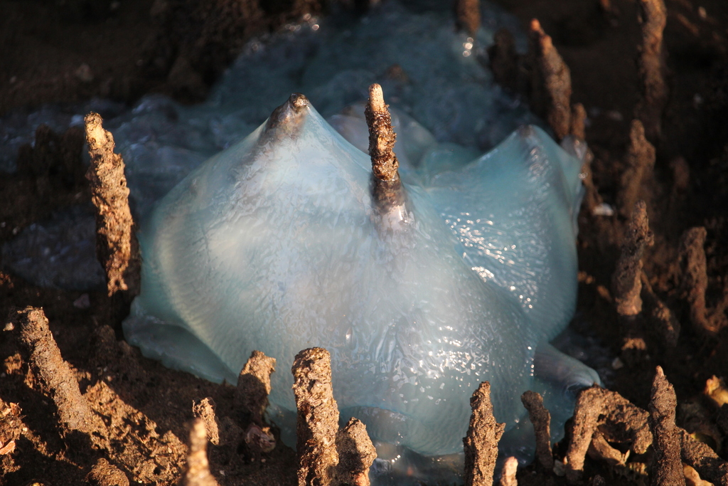 Blue Blubber Jelly from Nudgee Beach QLD 4014, Australia on September ...