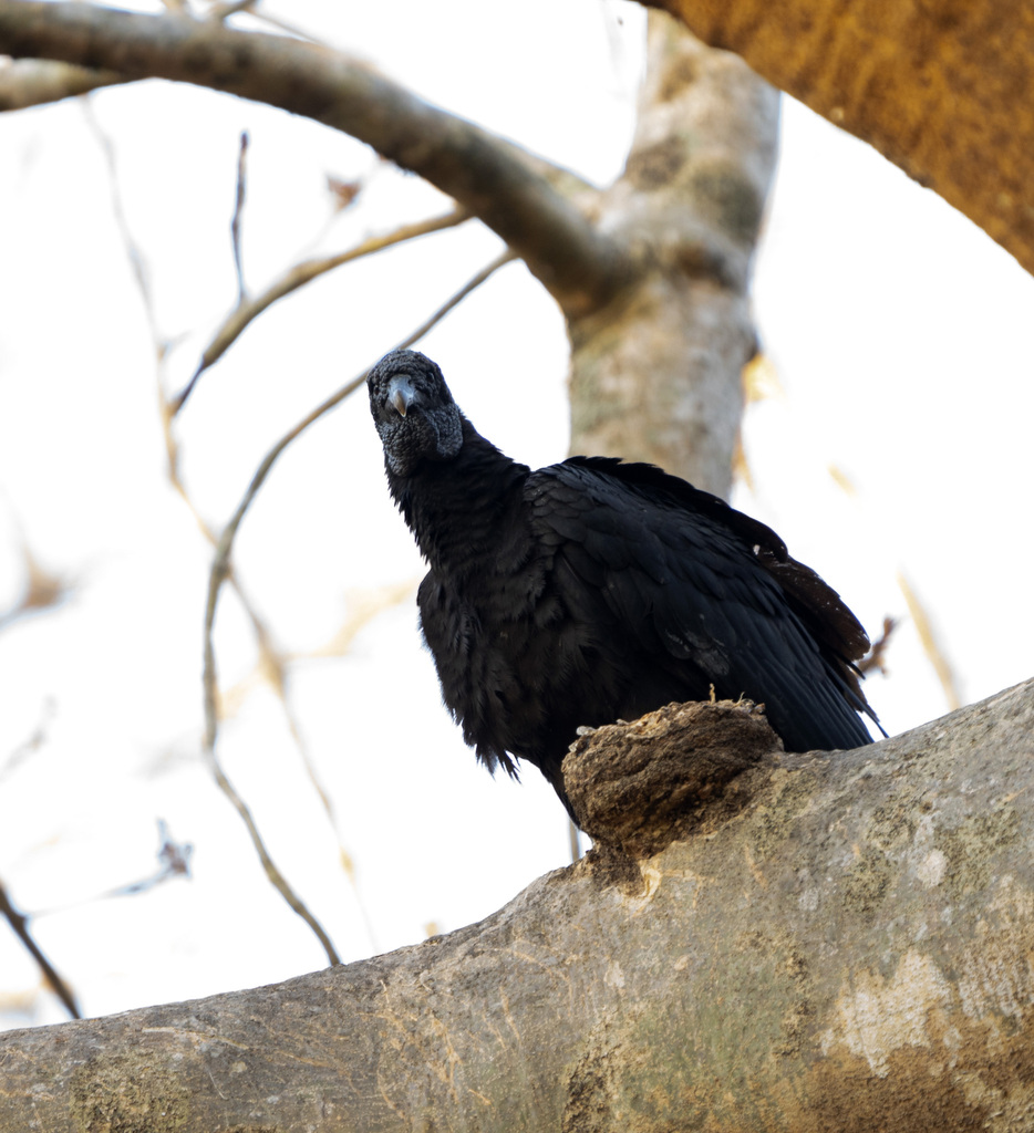 Black Vulture from Estr. Transpantaneira, km 25 - Poconé, MT, 78175-000 ...