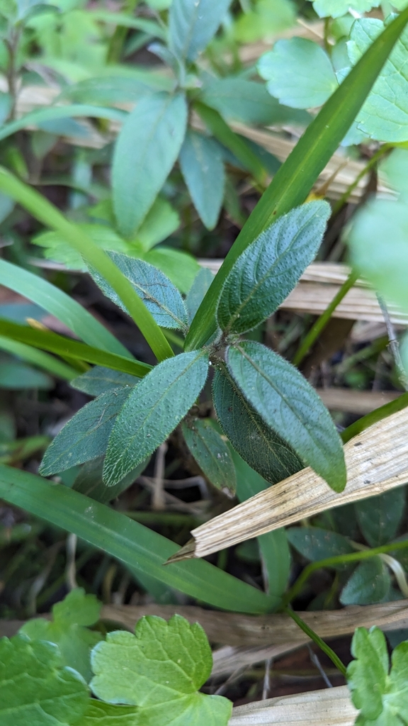 creeping ruellia from North Rocks NSW 2151, Australia on September 10 ...