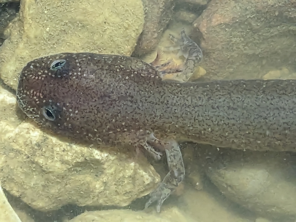Spring Salamander from Gainesboro, TN 38562, USA on September 09, 2023 ...