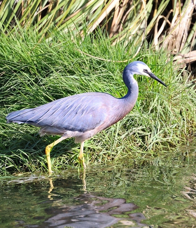 White-faced Heron from Bromley, Christchurch, New Zealand on September ...