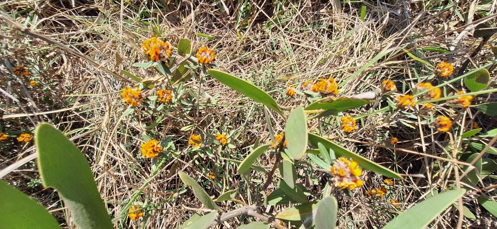 Something on September 9, 2023 at 03:43 PM by kylie harding · iNaturalist