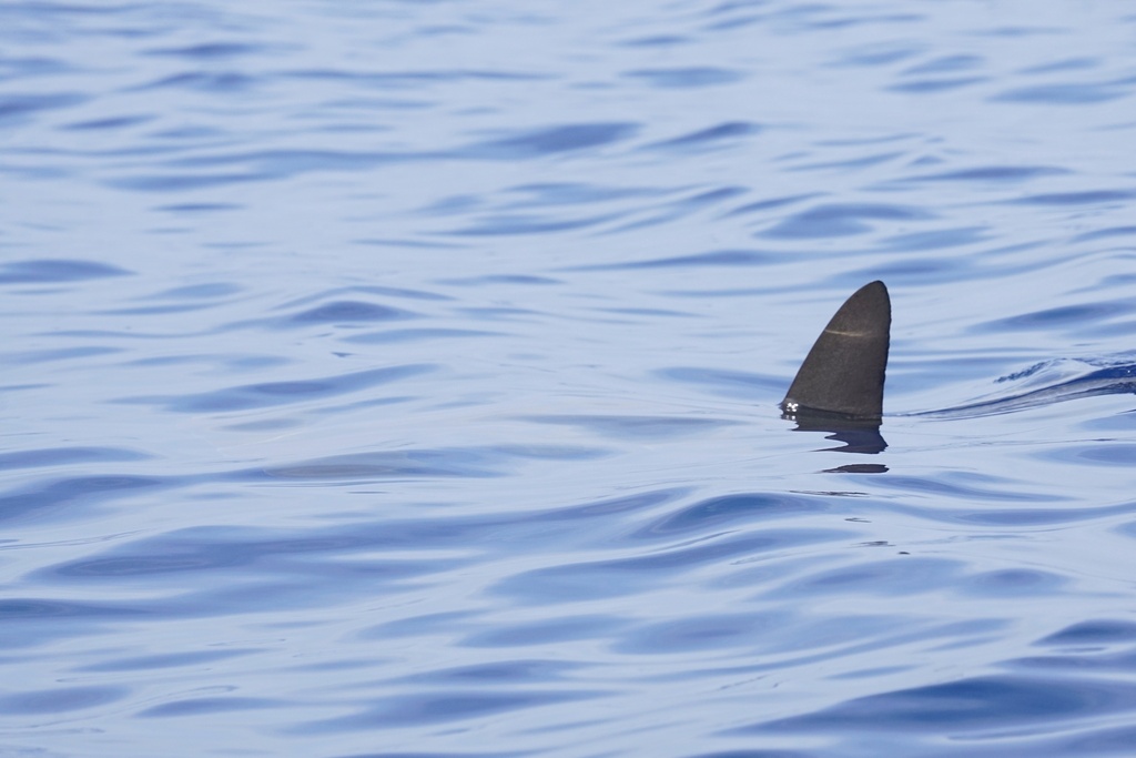 Hammerhead Sharks from North Atlantic Ocean on September 5, 2023 at 11: ...