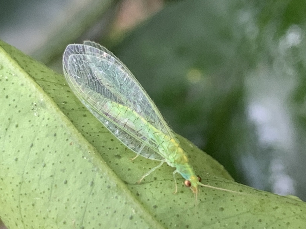 Mallada traviatus from Maslen Cl, Frankston, VIC, AU on September 10 ...