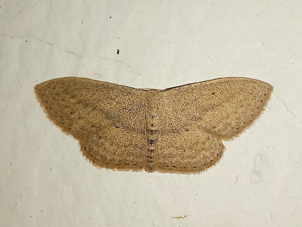 Scopula sublobata from Manors, Pinetown, 3610, South Africa on ...
