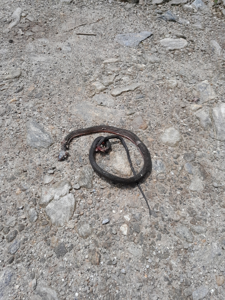 Himalayan Keelback from 75G4+XHX, Bangten, Sikkim 737113, India on ...