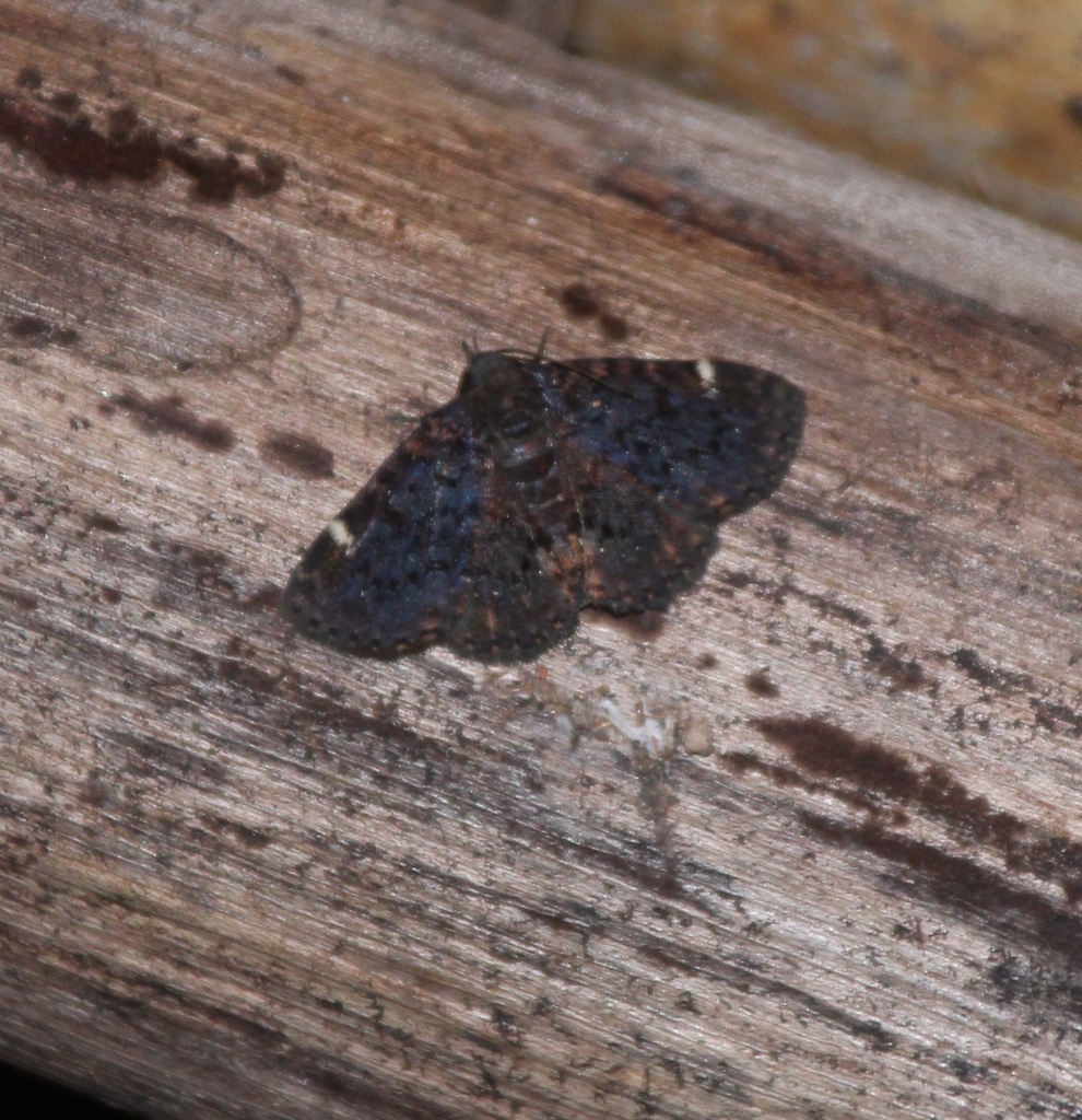 Underwing, Tiger, Tussock, and Allied Moths from Chaurakund ...