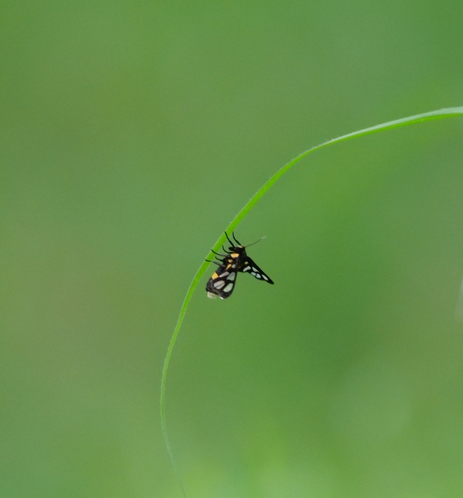 Amata sperbius from เลขที่ 999 ศาลายา ตำบล ศาลายา อำเภอพุทธมณฑล นครปฐม ...