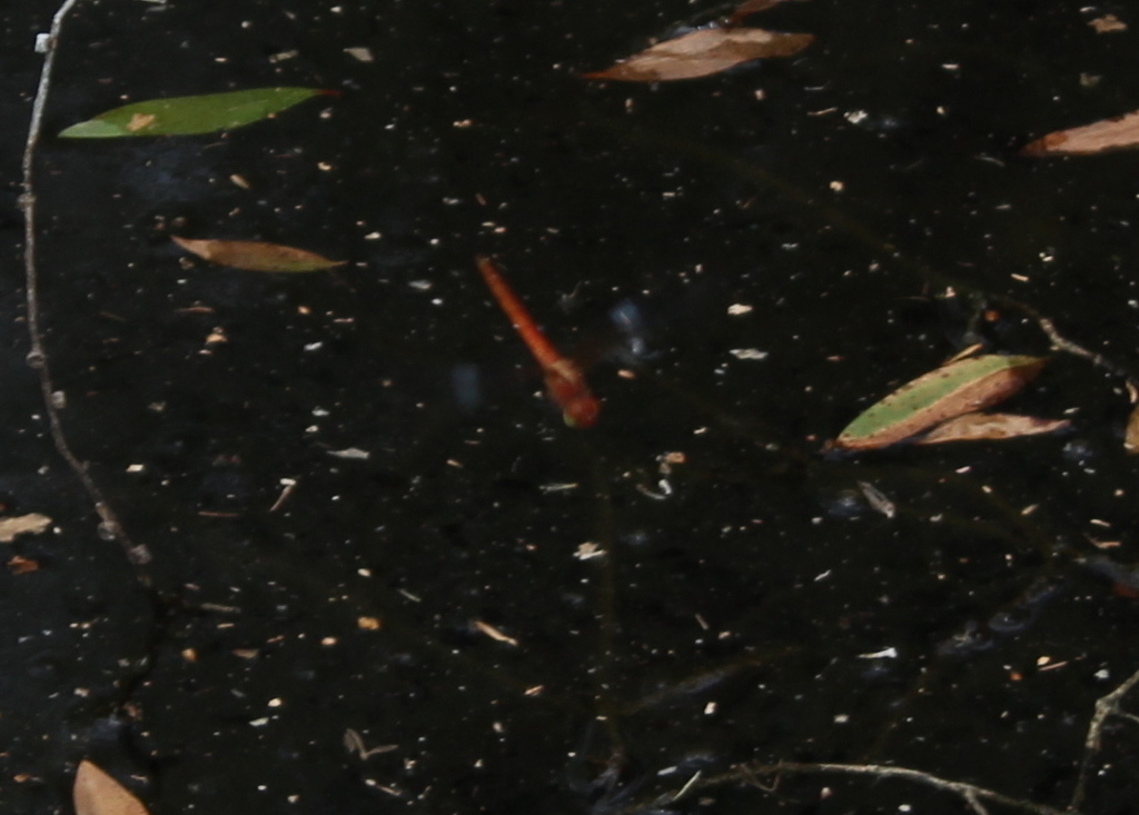 Twister from Tân Lập, Tx. Kiến Tường, Long An, Vietnam on December 18 ...