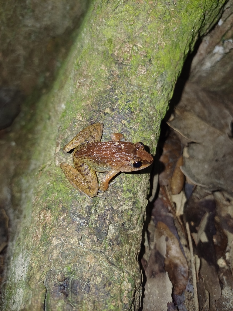 Rhinoceros Frog in September 2023 by AZAMUDDEEN NASIR · iNaturalist