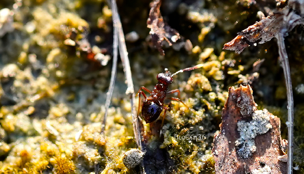 Shore bugs from 中国江苏省泰州市海陵区 on September 9, 2023 at 03:47 PM by ...