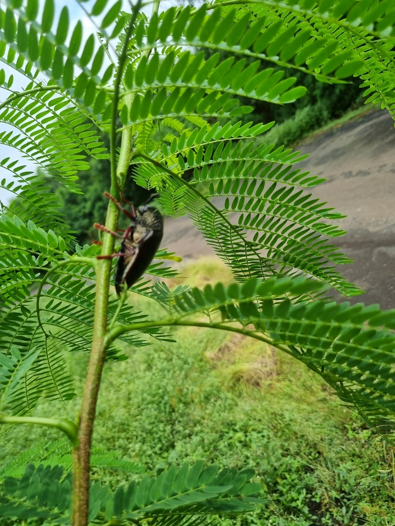Sternocera chrysis from 3WWR+J9F, Vikhroli, Mumbai, Maharashtra 400079 ...