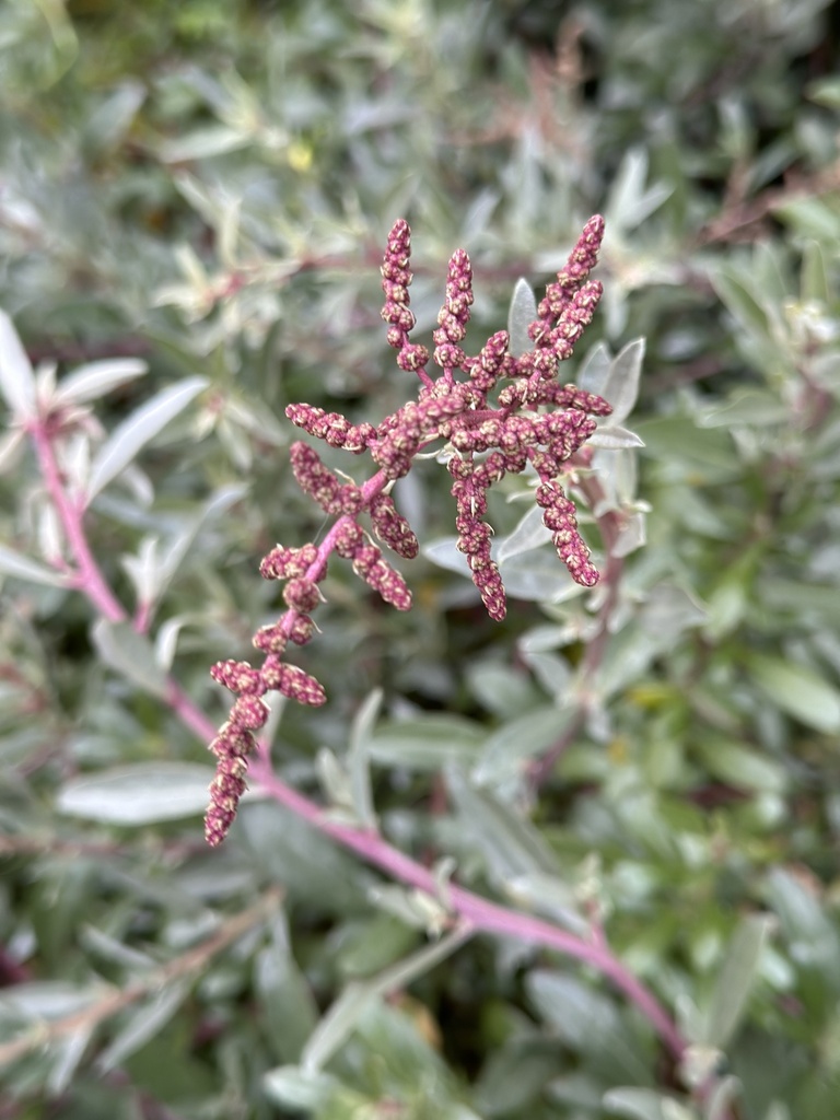 Marsh Saltbush from HD Graham Reserve, Altona Meadows, VIC, AU on ...
