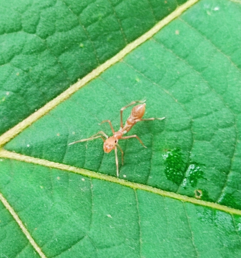 Red Weaver Ant-mimicking Spider from V3M8+X8G, Valanchery, Kerala ...