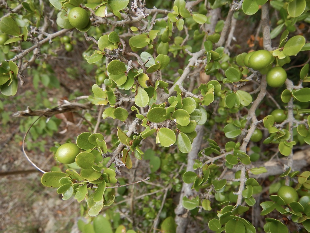 Reynosia uncinata from Carenero, Guánica 00653, Puerto Rico on June 5 ...