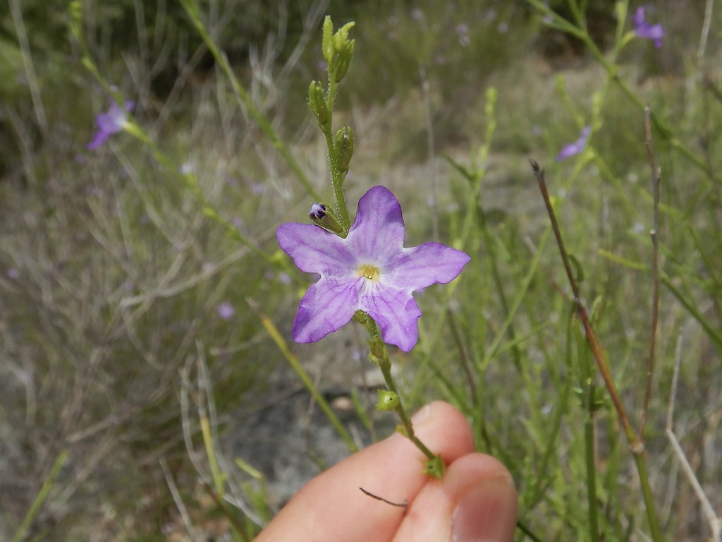 crow broom from Carenero, Guánica 00653, Puerto Rico on June 5, 2023 at ...