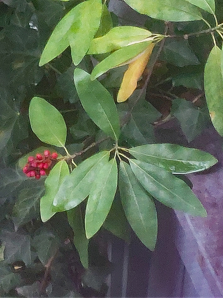 sweetbay magnolia from Democracy Blvd & Davis Library, North Bethesda ...