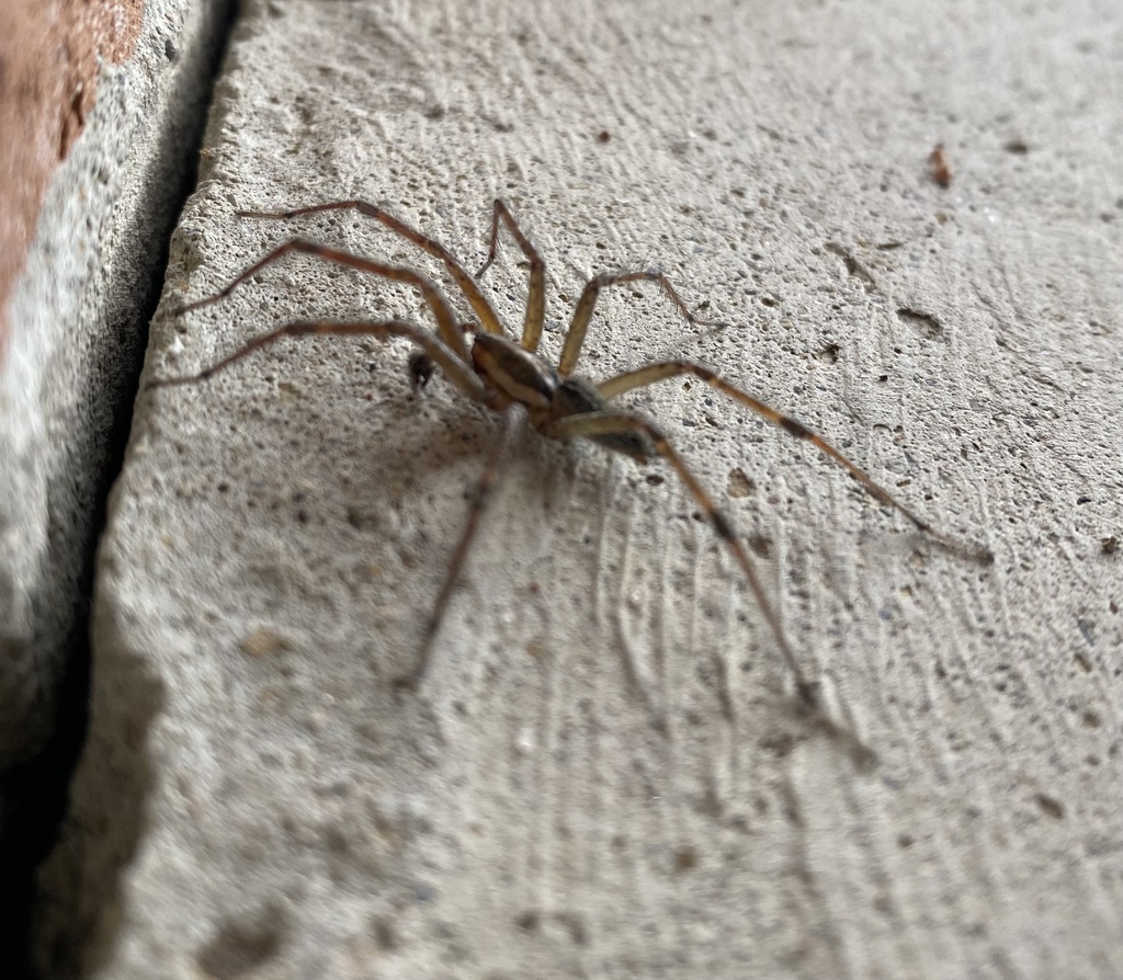 Grass Spiders from Francisco Rd, Columbus, OH, US on September 10, 2023 ...