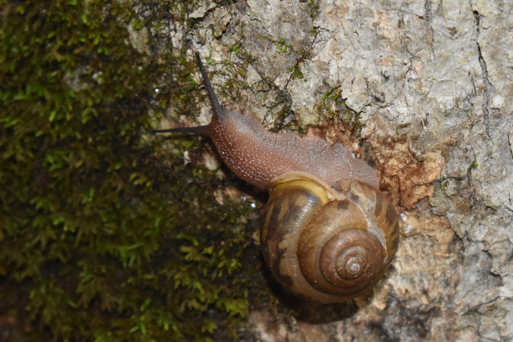 Grand Globe Snail from Carter County, TN, USA on September 9, 2023 at ...