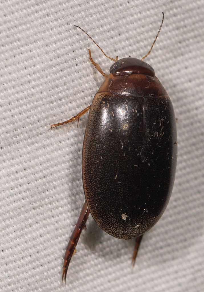 Graphoderus liberus from Warsaw, IL 62379, USA on August 19, 2023 at 09 ...