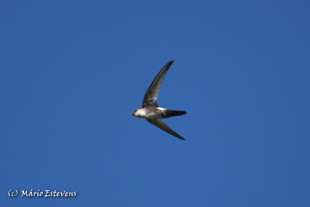 Antillean Palm Swift from El Limón 32000, República Dominicana on ...