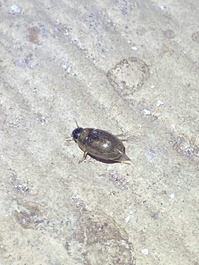 Enochrus from Windsor Park, Austin, TX, USA on September 9, 2023 at 11: ...