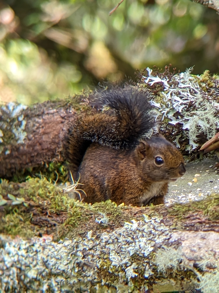 Western Dwarf Squirrel from Yarumal, Antioquia, Colombia on September 8 ...