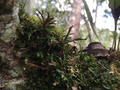 Género Cochlidium · iNaturalist Mexico