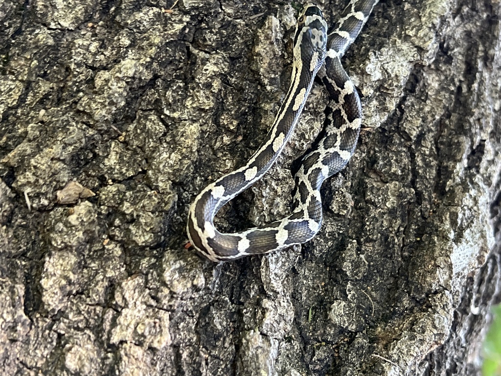 Western Ratsnake from Little Rock, AR, US on September 10, 2023 at 11: ...