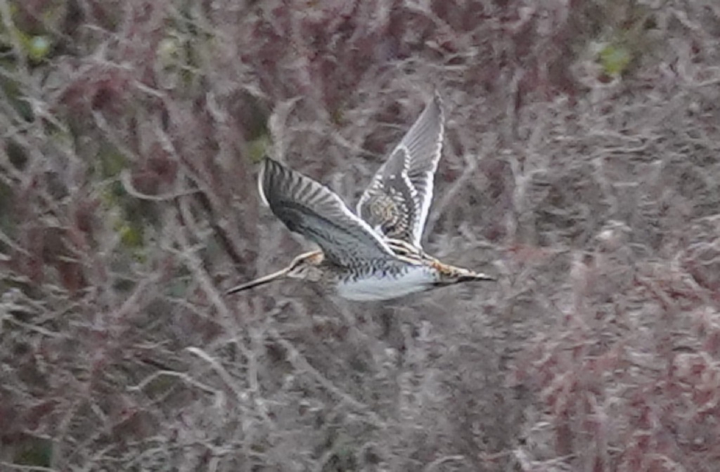 Common Snipe in September 2023 by Joseph Villiermet · iNaturalist