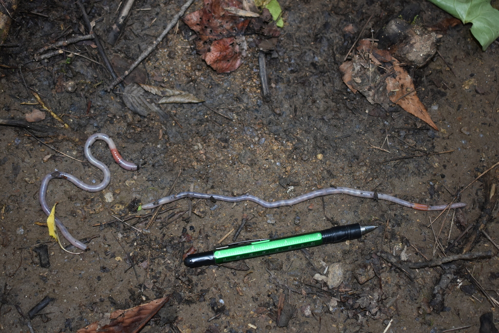 Diplocardia from Carter County, TN, USA on September 9, 2023 at 03:01 ...