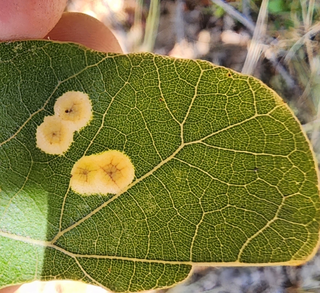 Polystepha pustuloides from Thora Hart Park, Arlington, TX 76016, USA on September 7, 2023 at 10 ...