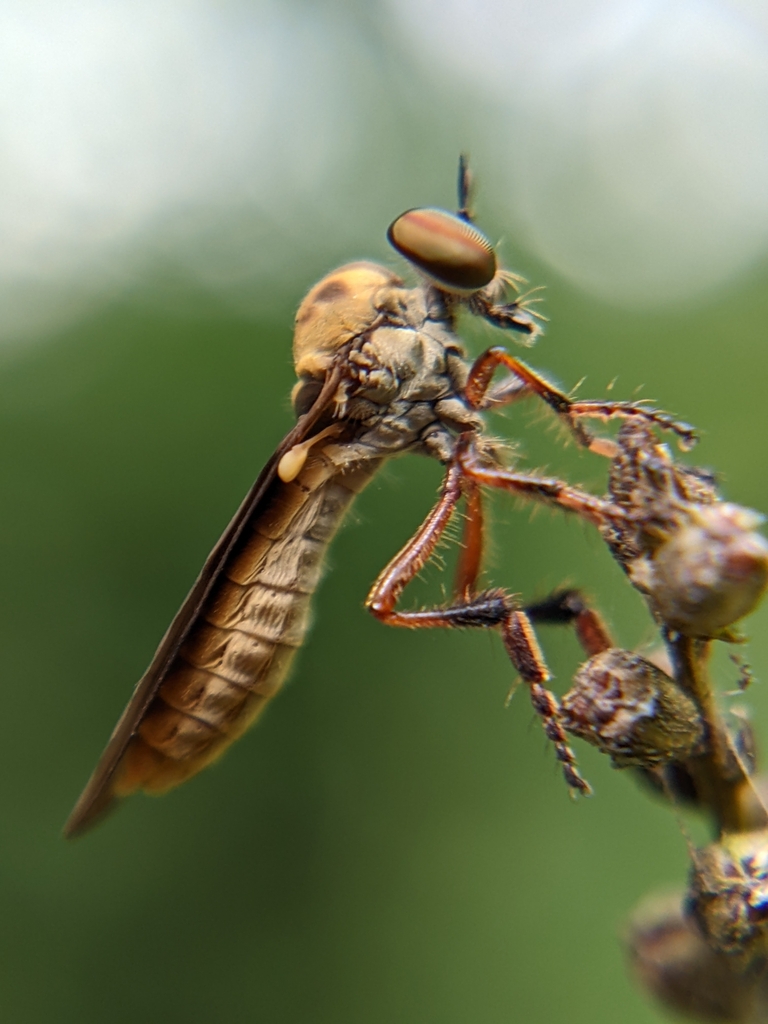 Gnat Ogres from Gahanna, OH, USA on September 10, 2023 at 12:26 PM by ...