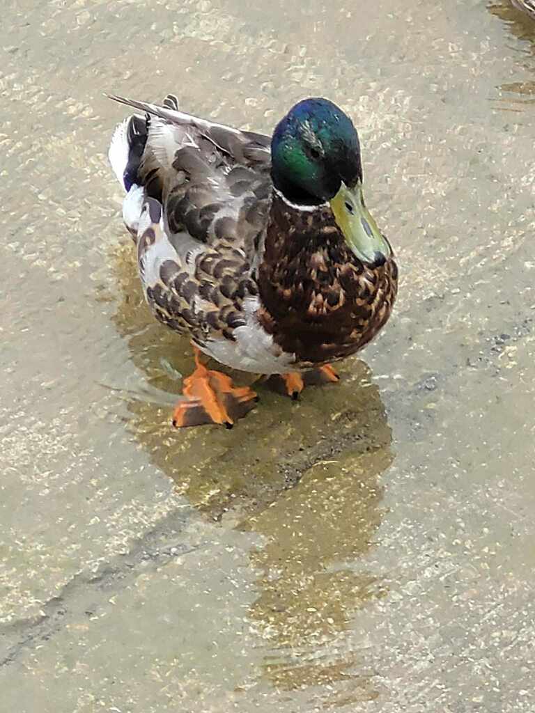 Mallard from Tobermory, ON, Canada on July 15, 2023 at 09:42 AM by ...