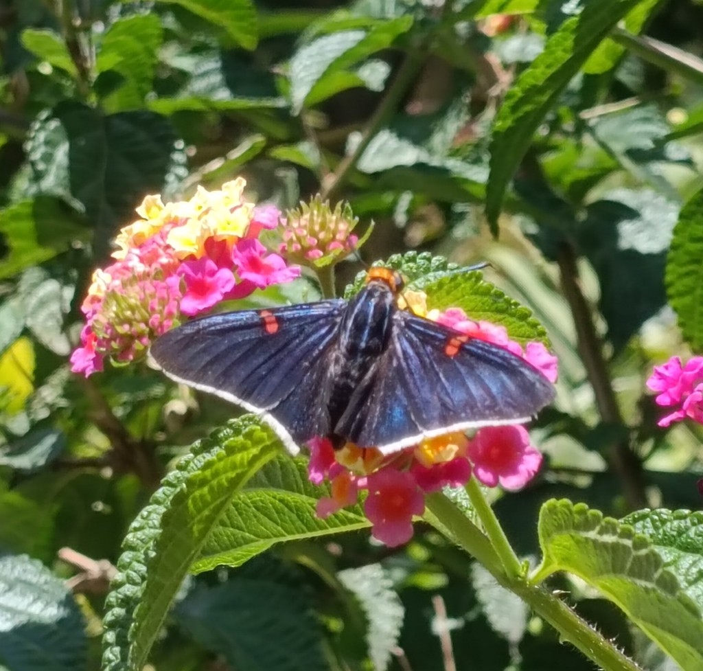 Guava Skipper from 04460 Ciudad de México, CDMX, México on September 10 ...