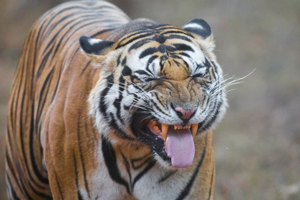 Bengal Tiger in December 2016 by belairbirder · iNaturalist