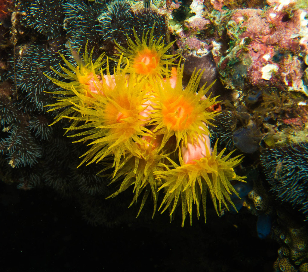 Dendrophylliidae from Galaxy Jetty, Raja Ampat, Papua, Indonesia on ...