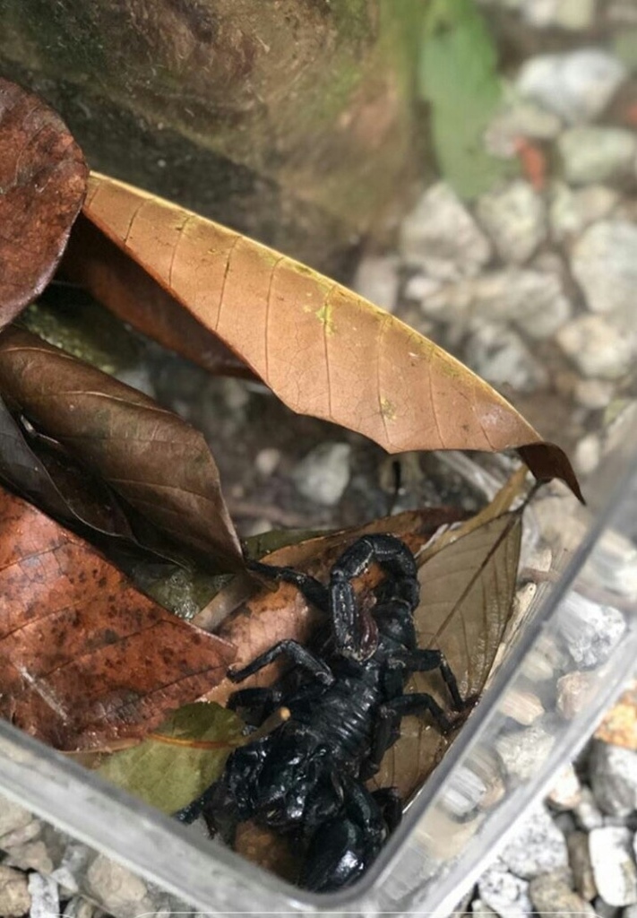 Giant Blue Scorpion from Timur Laut, MY-PG, MY on February 23, 2019 at ...