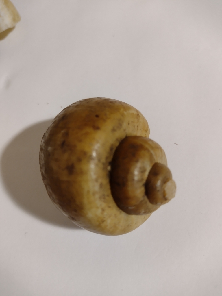 Spike-topped Apple Snail from Sandgate QLD 4017, Australia on September ...