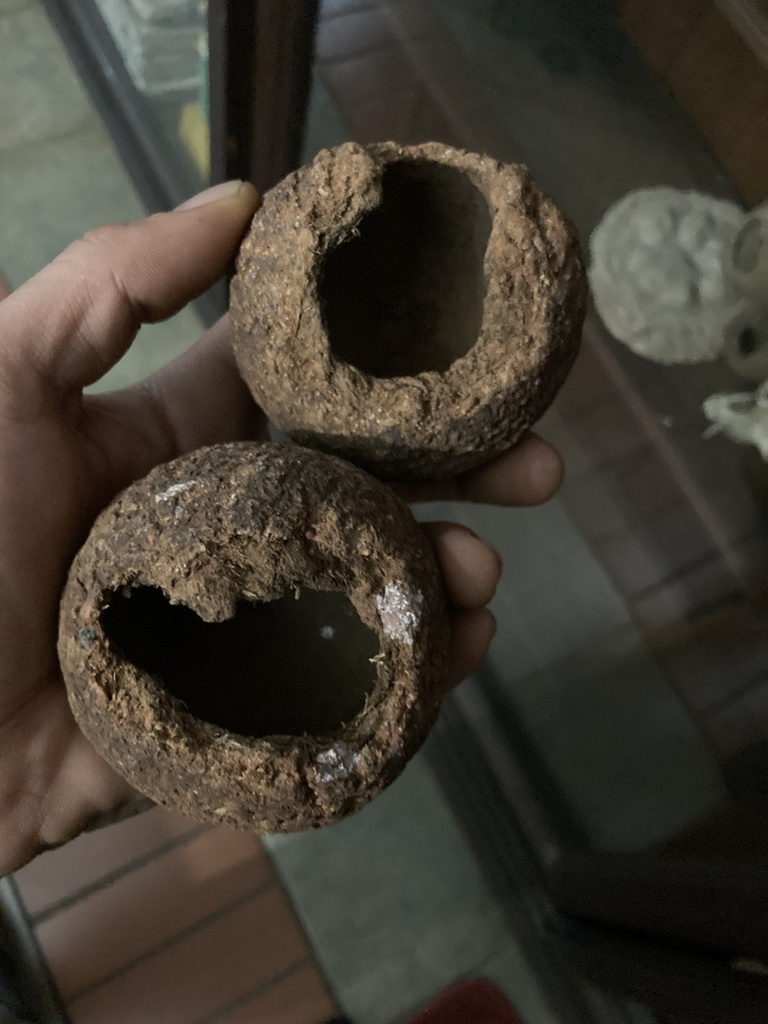 Cape Ratel from Tshwane, City Of Tshwane, GP, ZA on September 9, 2023 ...