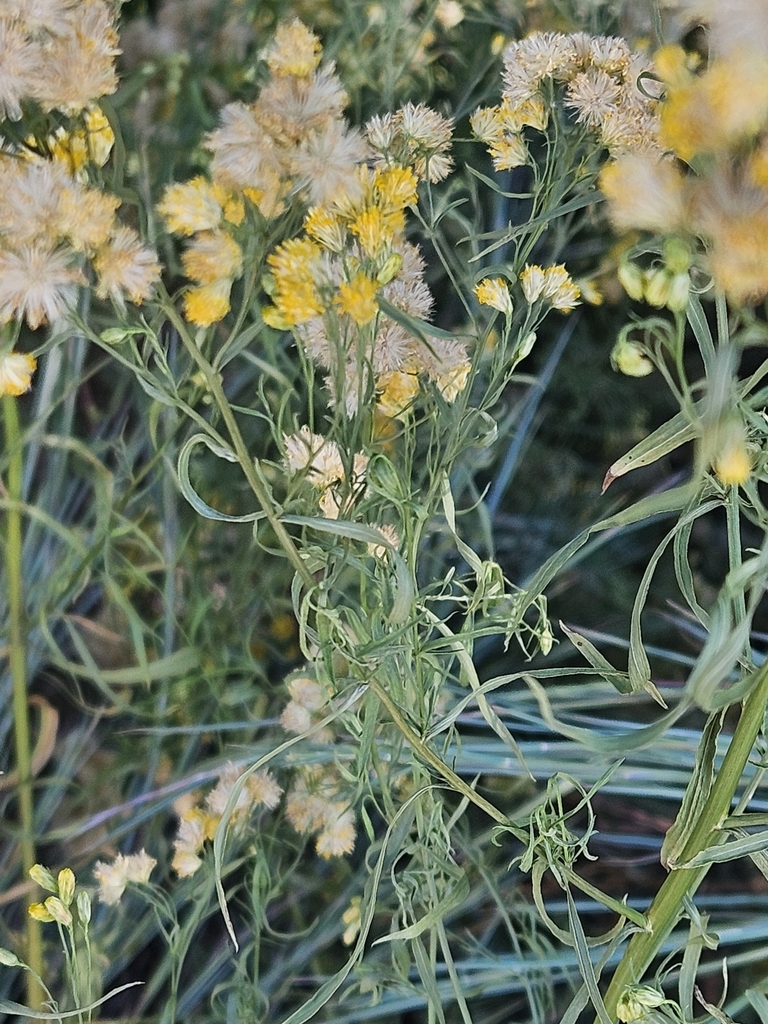 western goldenrod from Kelowna, BC V1Y 1J8, Canada on September 10 ...