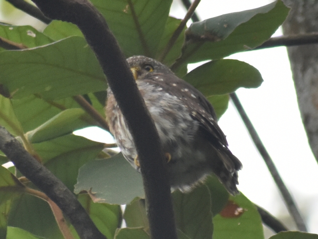 Colima Pygmy-Owl from 48245 Jal., México on September 10, 2023 at 12:11 ...