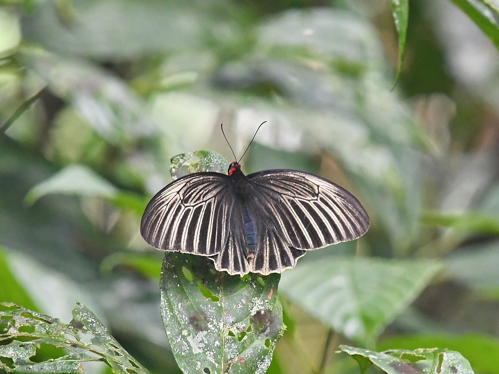 Malayan Batwing from Lahad Datu, Sabah, Malaysia on August 27, 2023 at ...