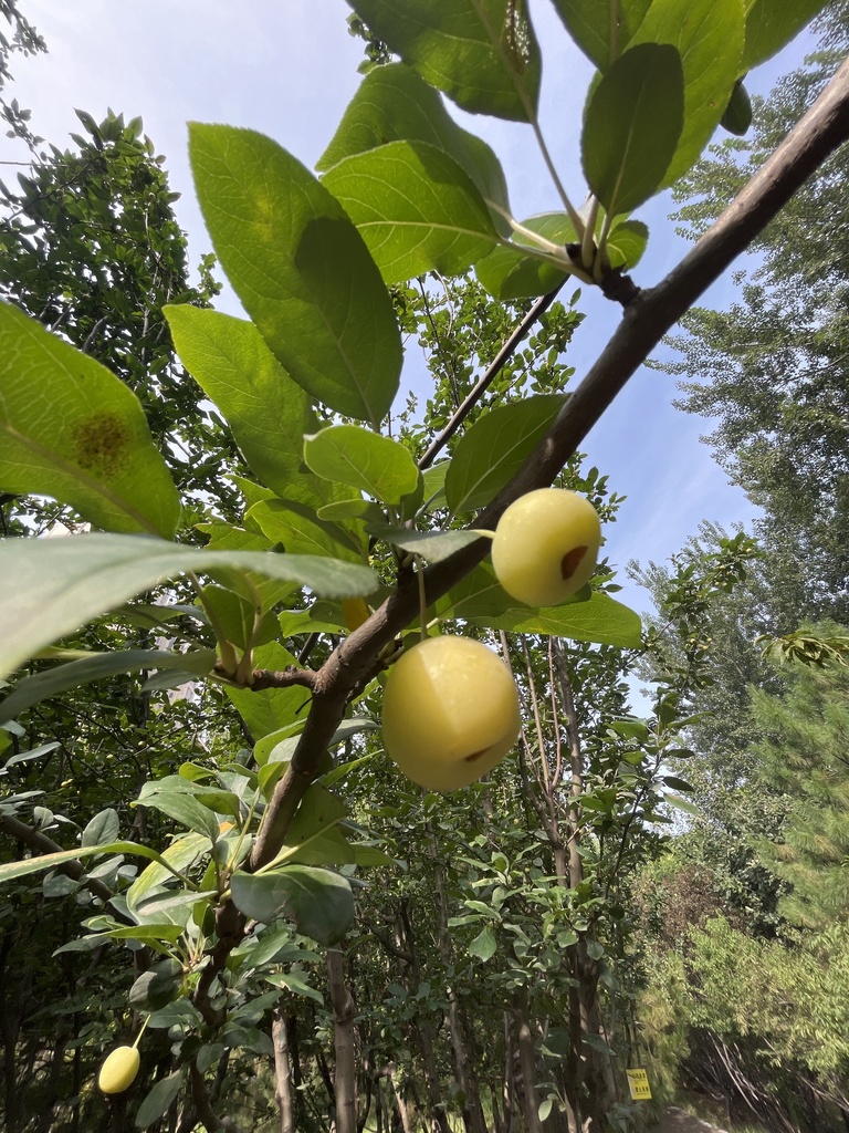 Chinese flowering crabapple from 宝星园, 北京市, CN on September 11, 2023 at ...