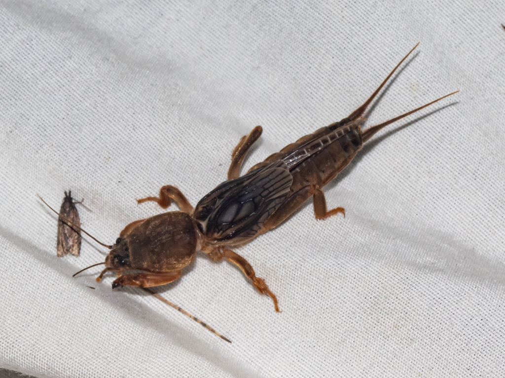 Northern Mole Cricket from Anne Arundel County, MD, USA on September 3 ...